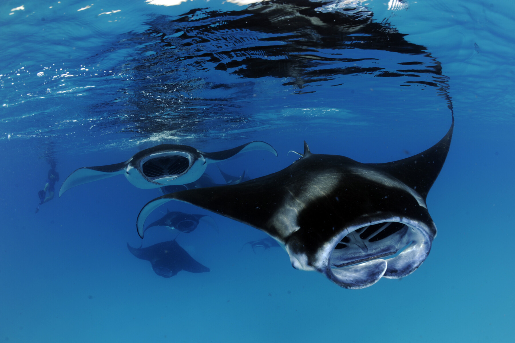 Conservation of Manta Rays | The Manta Trust Maldives