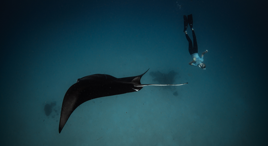 Baby Manta Rays | Our Favourite Manta Pups at Maamunagau